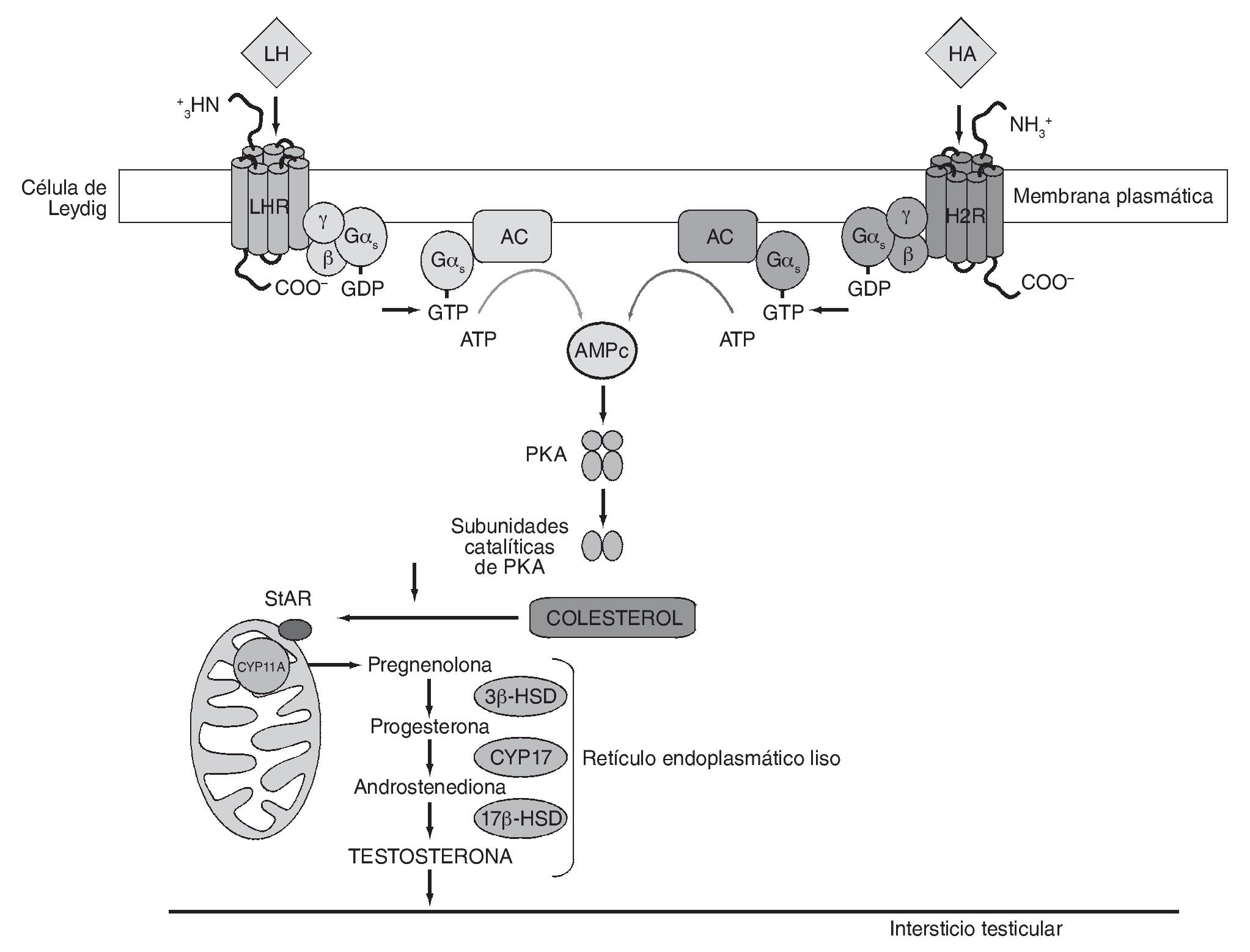 La histamina en el testículo: nuevas funciones a través de receptores ...