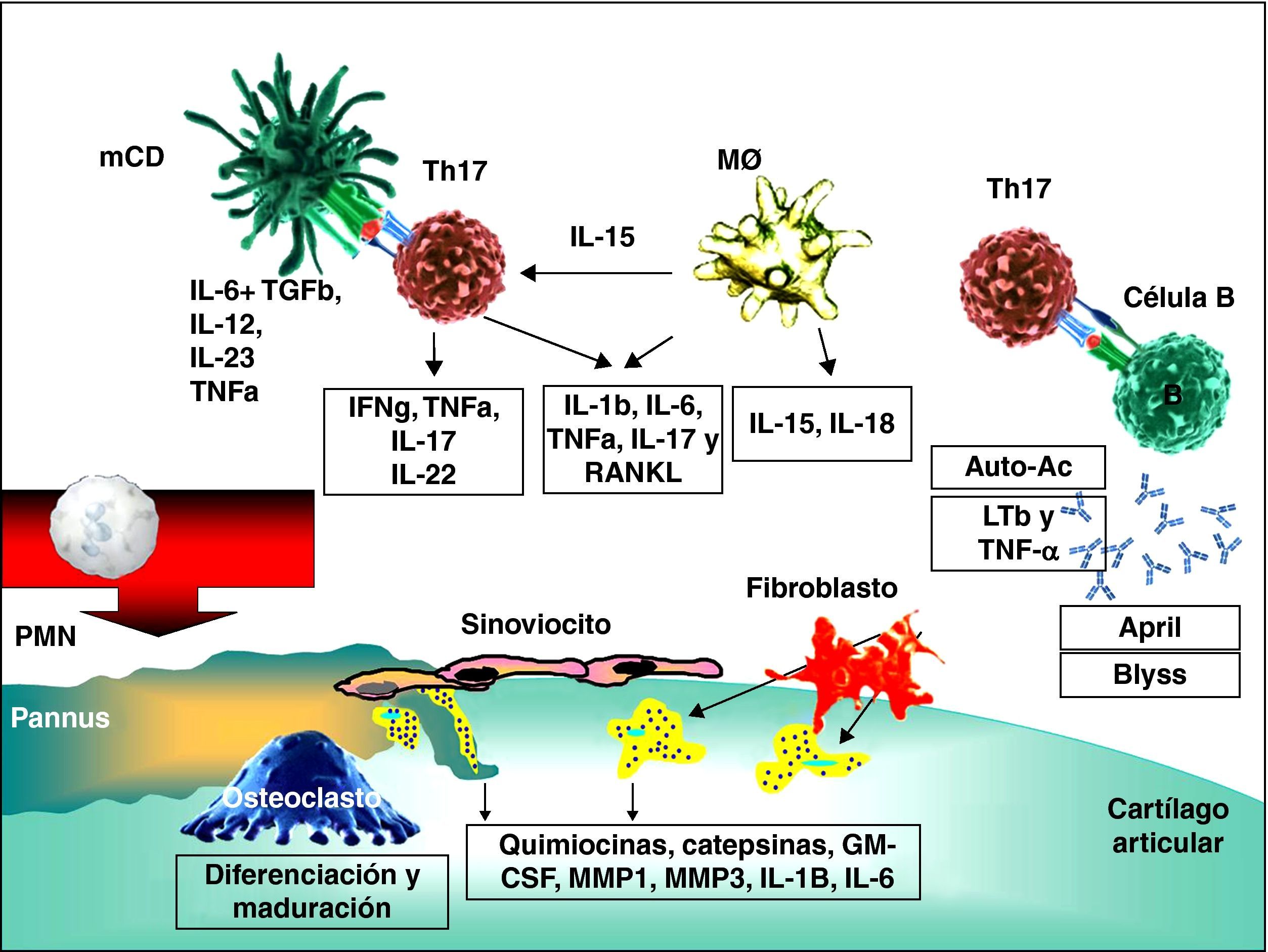 Interleucinas en la fisiopatología de la artritis reumatoide: más allá ...