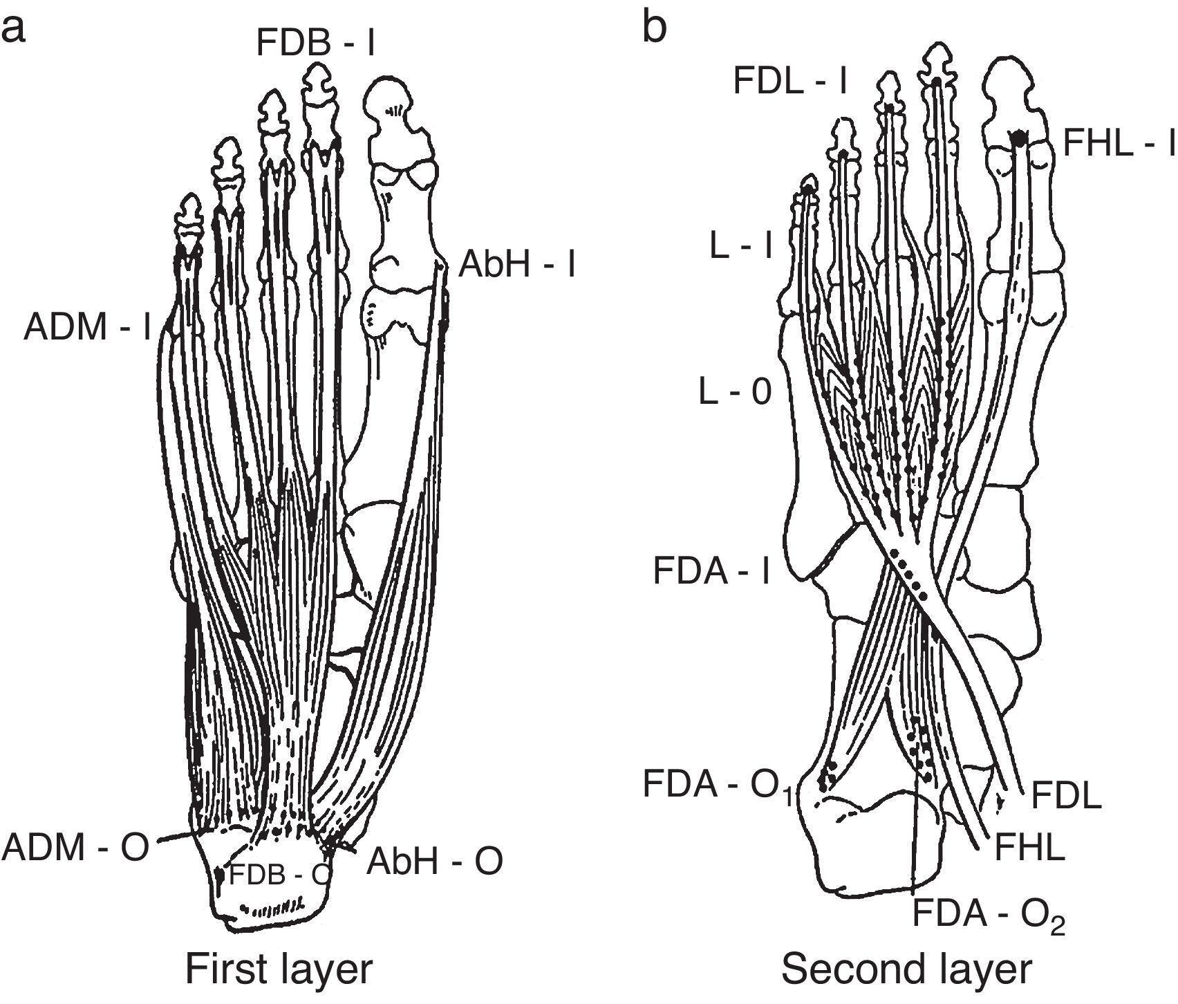 Clinical Anatomy of the Ankle and Foot | Reumatología Clínica
