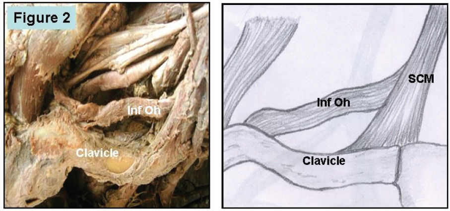 omohyoid muscle function