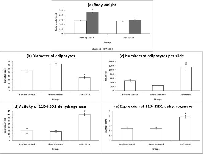 Histomorphometric changes in the perirenal adipocytes of ...