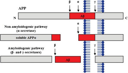 alpha secretase