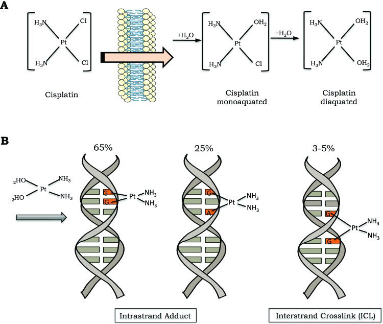 DNA repair pathways and cisplatin resistance: an intimate relationship ...