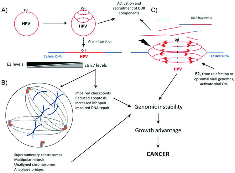 hpv cell cycle