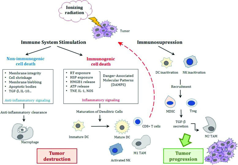radioactivity effects