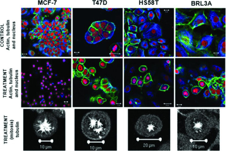 vincristine effect on microtubules