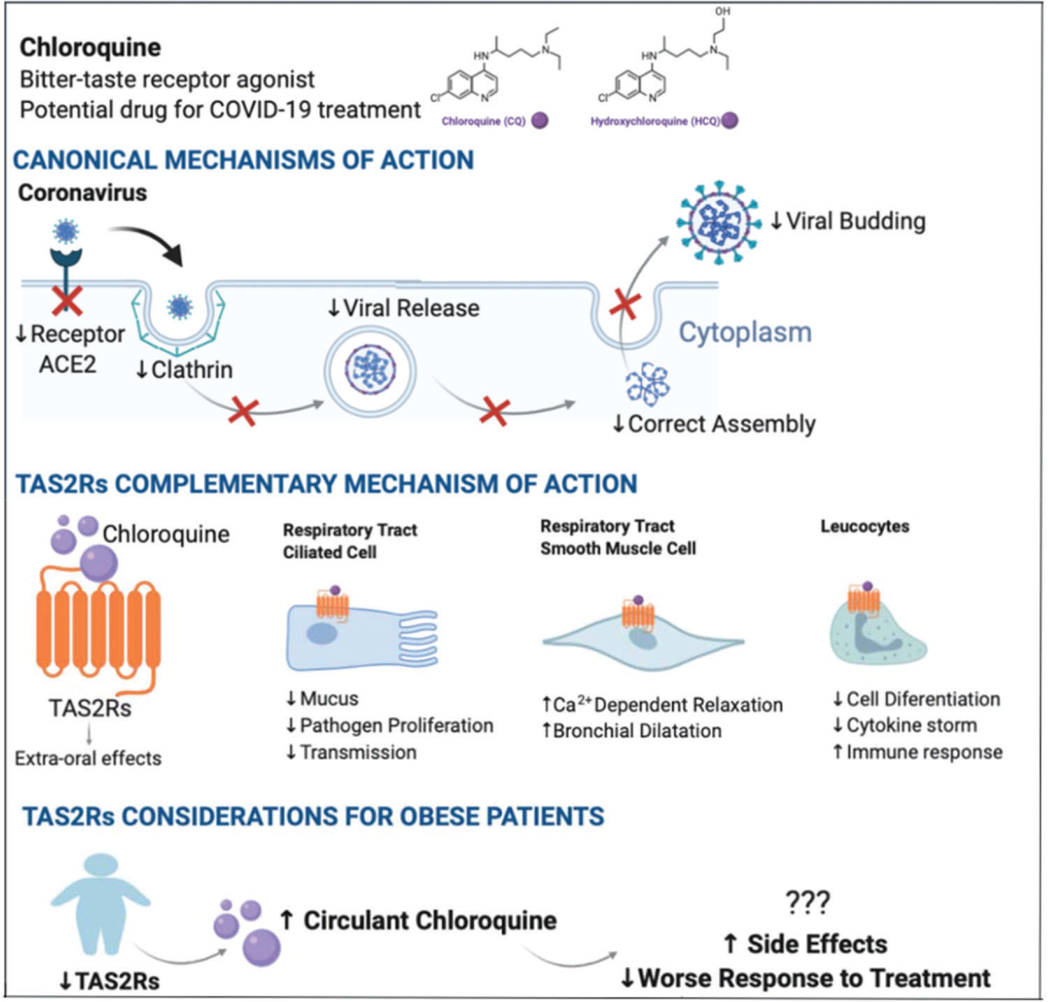 The influence of bitter-taste receptor (TAS2R) expression in ...