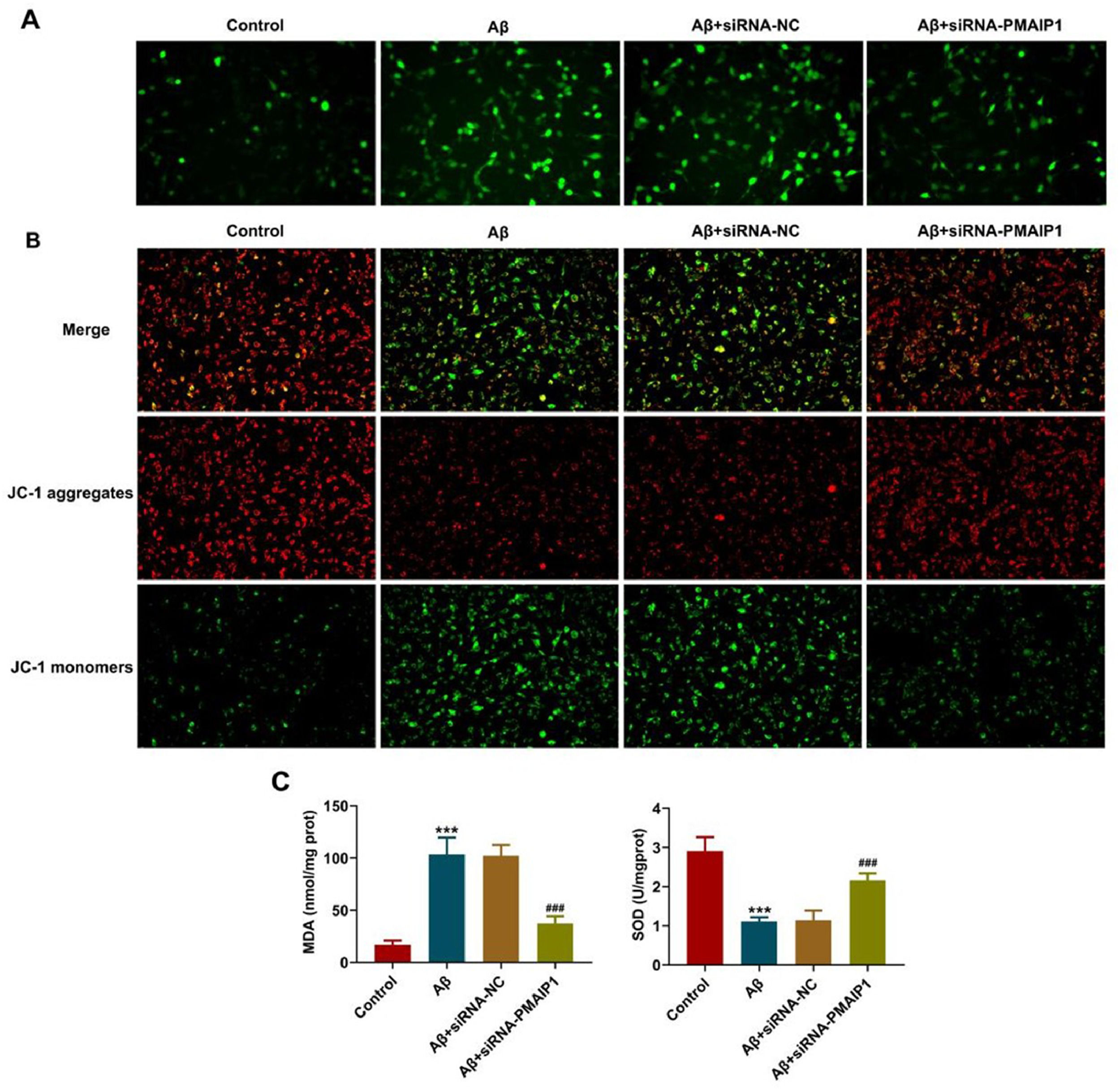 The mechanism of mitochondrial metabolic gene PMAIP1 involved in ...