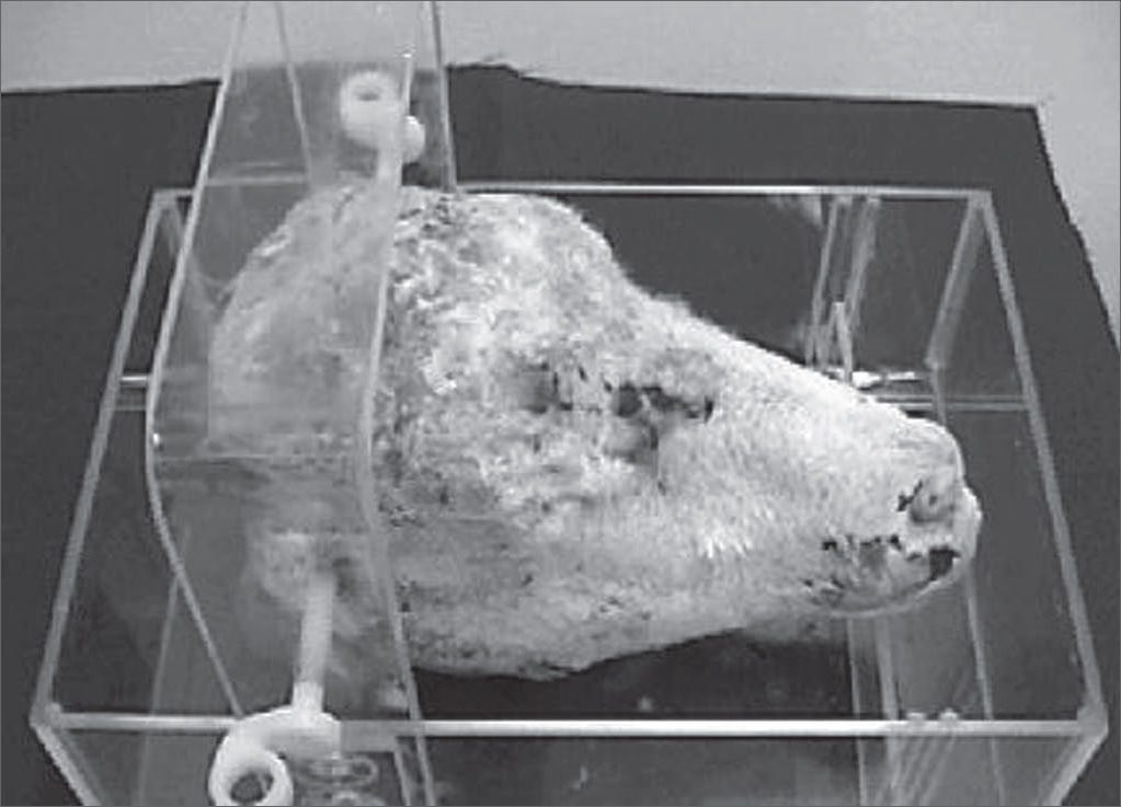 CT-Scan sheep and human inner ear morphometric comparison | Brazilian ...