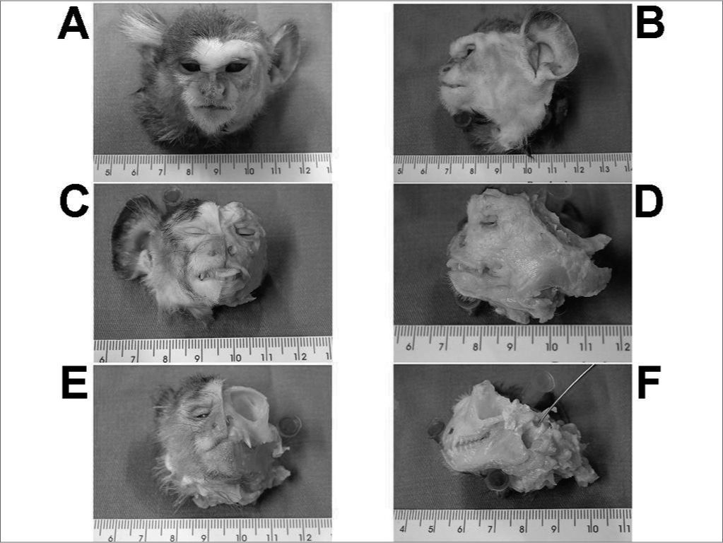 Anatomical study of a temporal bone from a non-human primate ...