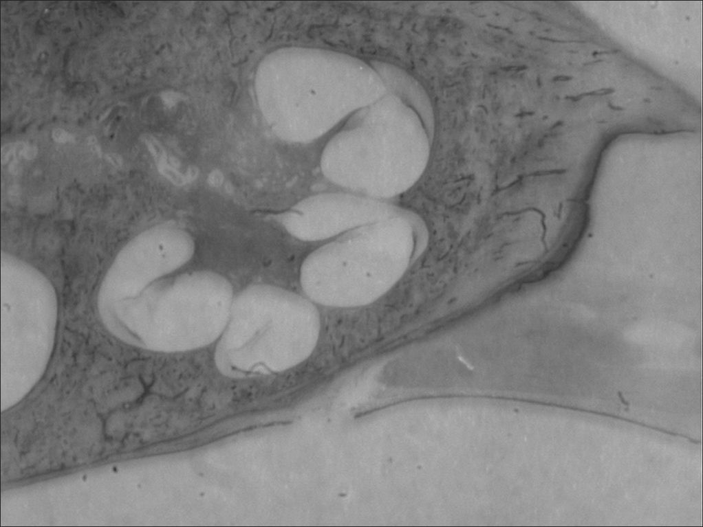 Histology of sheep temporal bone | Brazilian Journal of Otorhinolaryngology