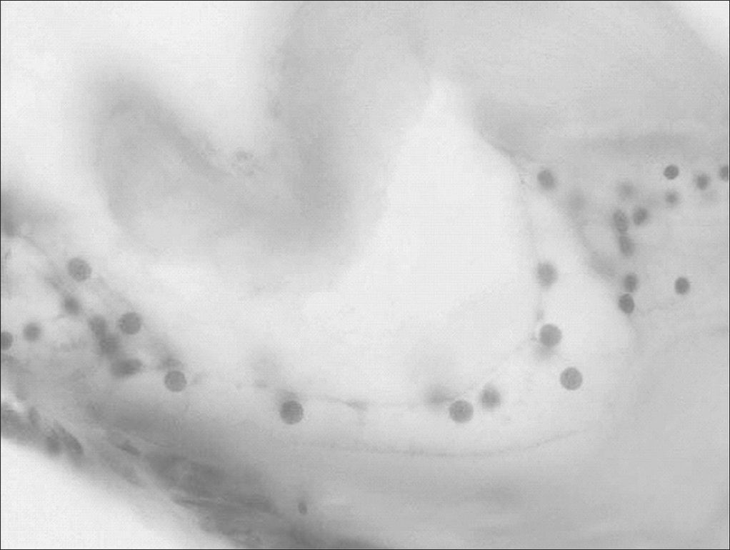 Histology of sheep temporal bone | Brazilian Journal of Otorhinolaryngology