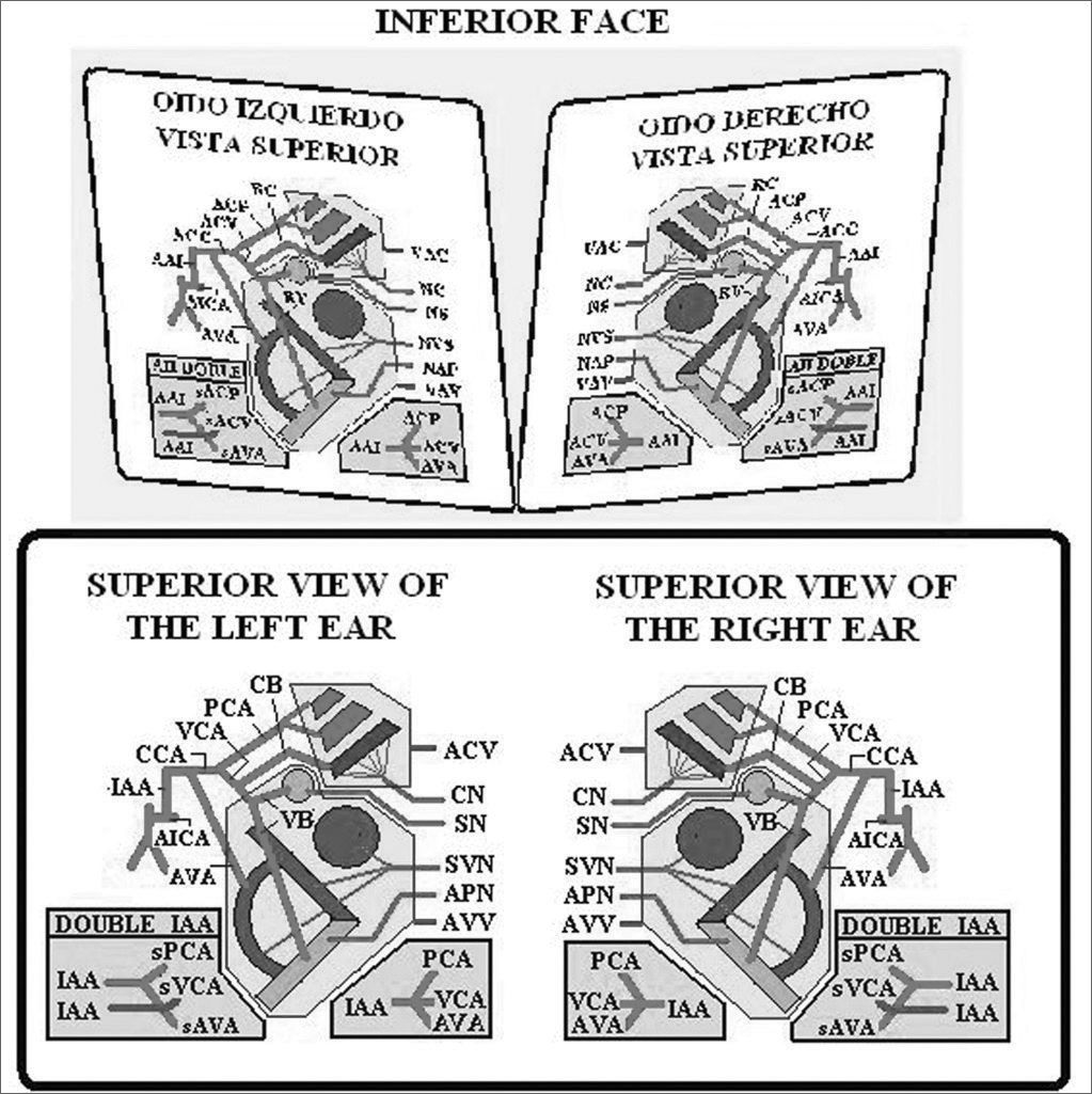 3D didactic model and useful guide of the semicircular conducts ...