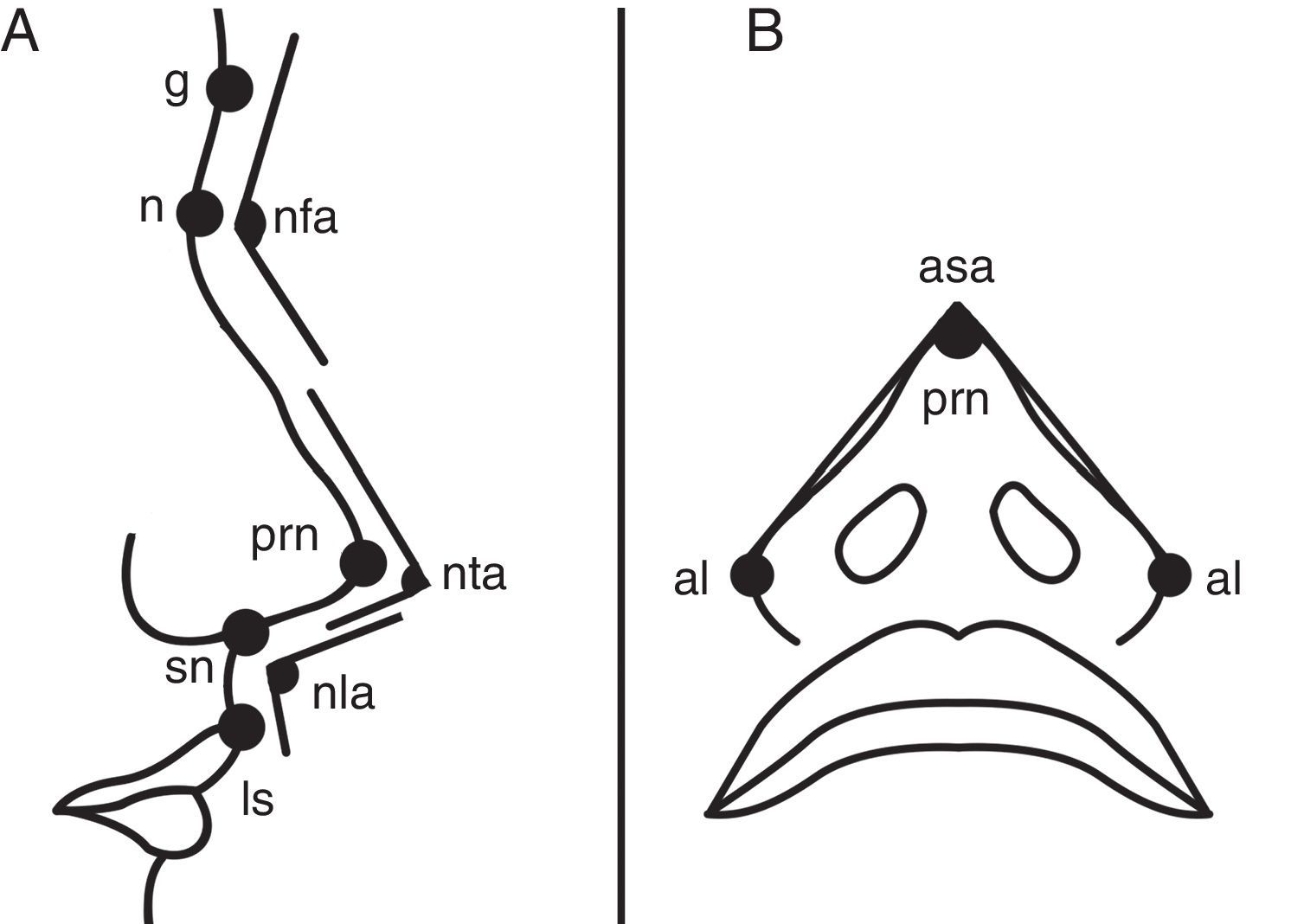Morphometric analysis of nasal shapes and angles in young adults ...