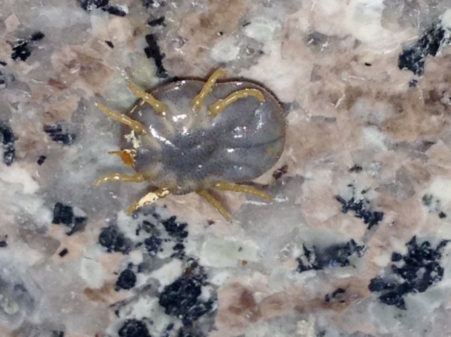 Otoacariasis: demographic and clinical outcomes of patients with ticks ...