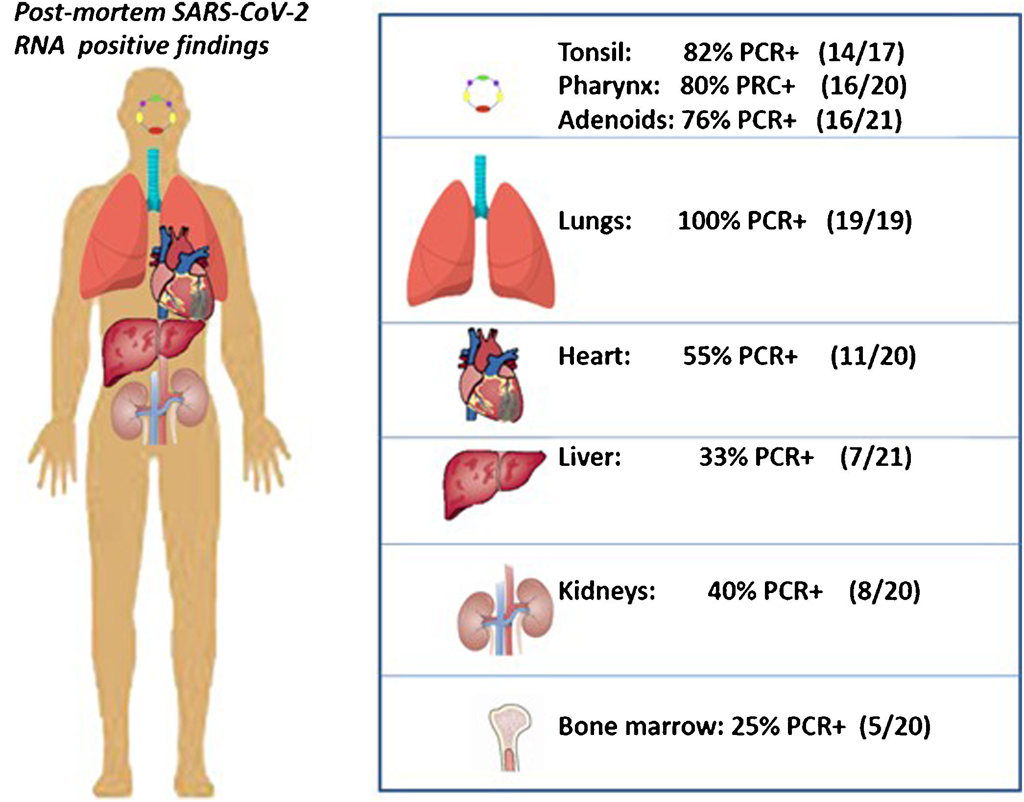 Mapping of SARS-CoV-2 in Waldeyer’s lymphatic ring and visceral ...