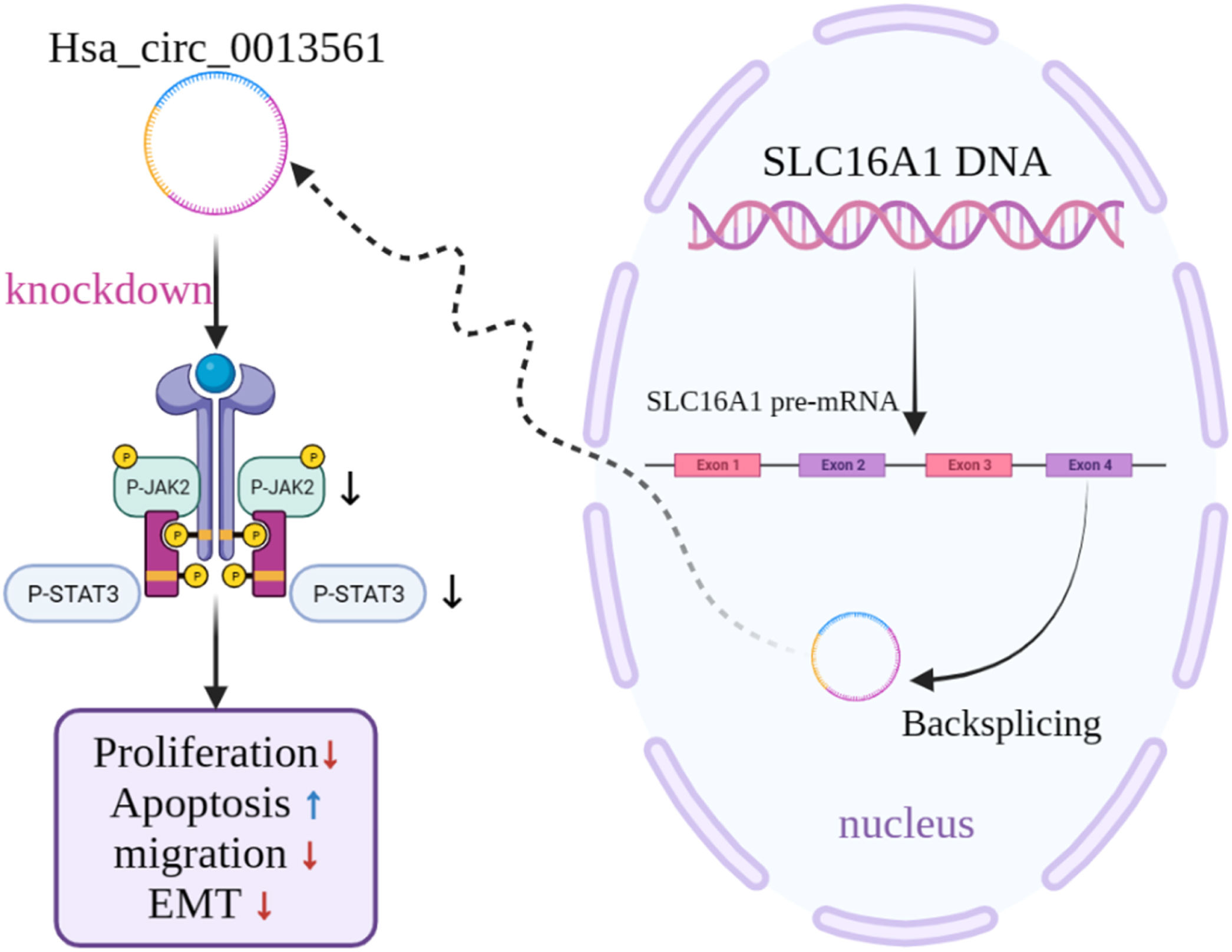 Hsa_circ_0013561 promotes progression of nasopharyngeal carcinoma by ... Hsa_circ_0013561 promotes progression of nasopharyngeal carcinoma by ...