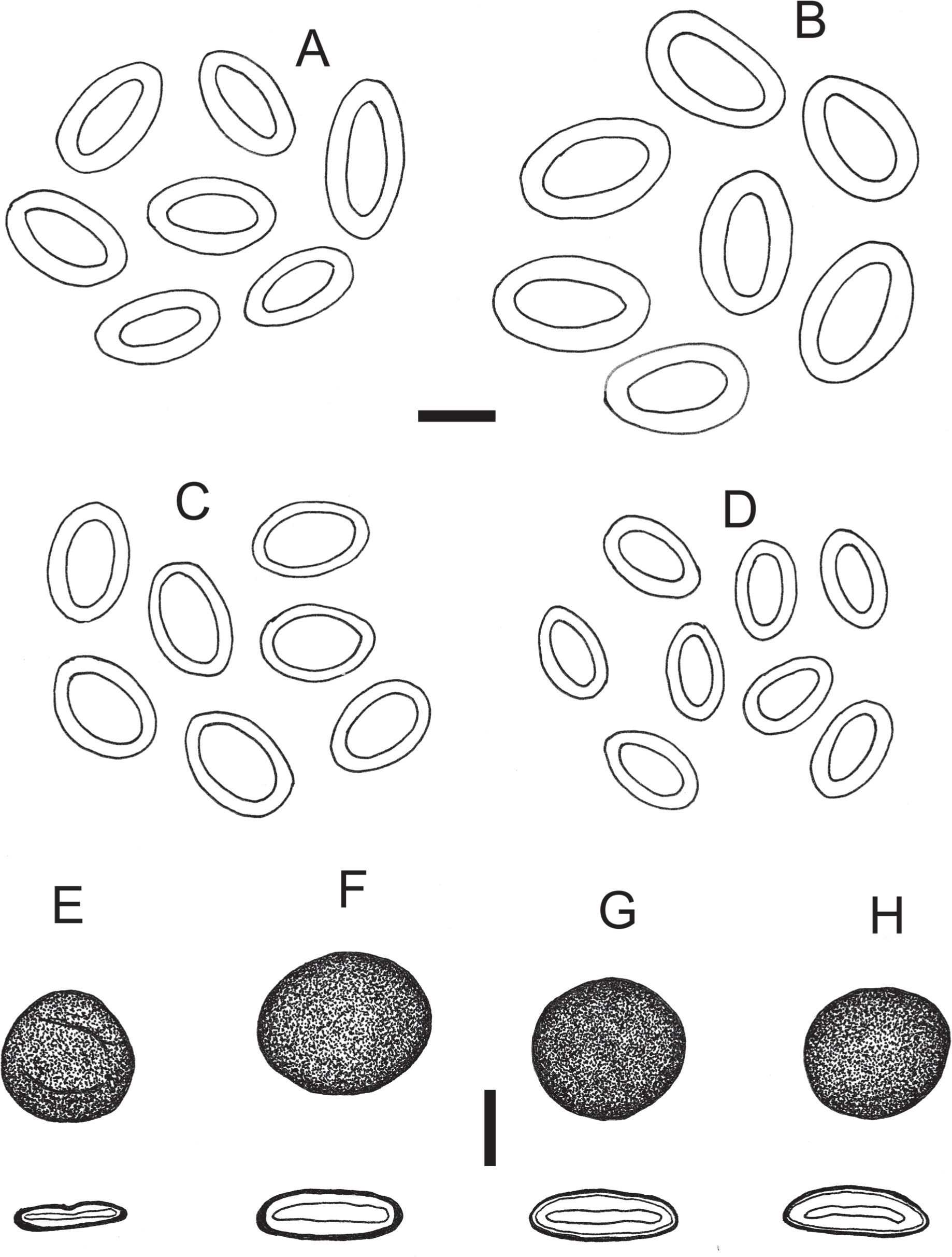 Cyathus species (Basidiomycota: Fungi) from the Atlantic Forest of ...