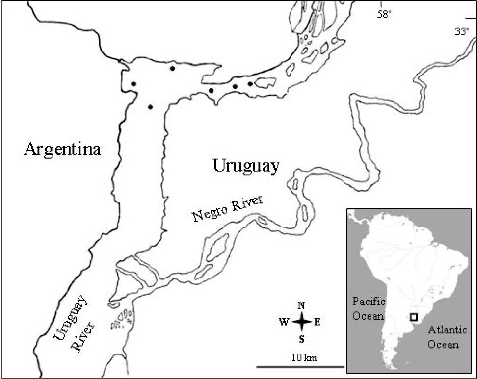 External ultrastructure of Manayunkia speciosa (Fabriciidae) from ...