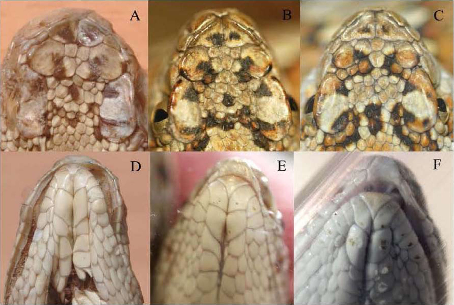 New records of the rare Sinaloan Long-tailed Rattlesnake, Crotalus ...