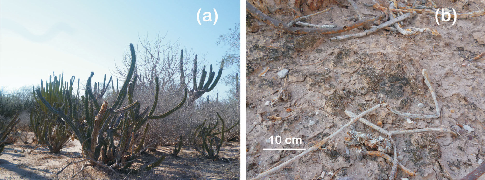 Microarthropod communities related with biological soil crusts in a ...