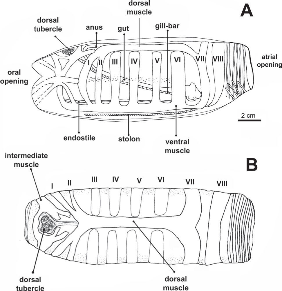 Record of the rare oceanic salp Helicosalpa komaii (Tunicata: Thaliacea ...
