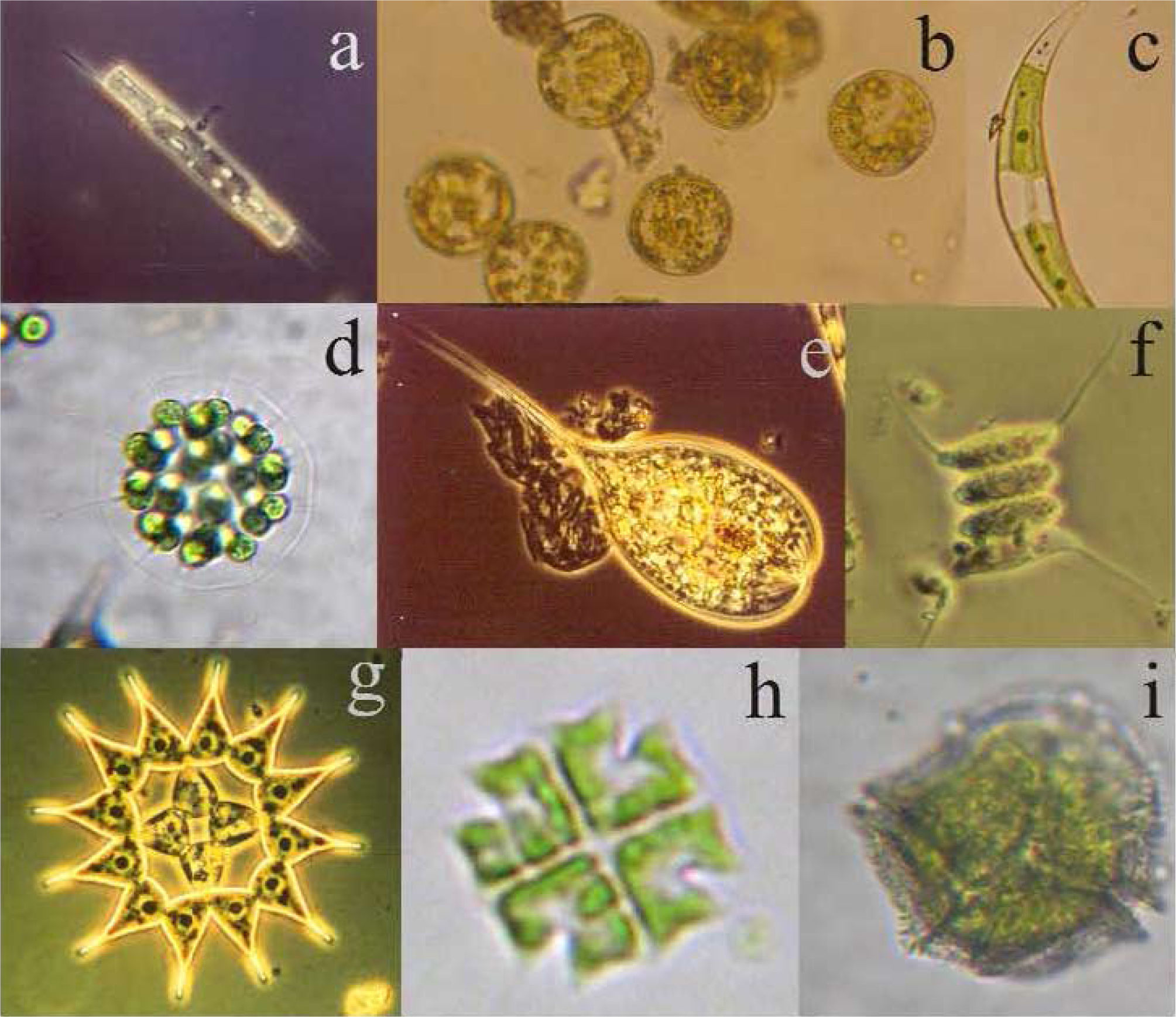 Biodiversidad del fitoplancton de aguas continentales en México ...