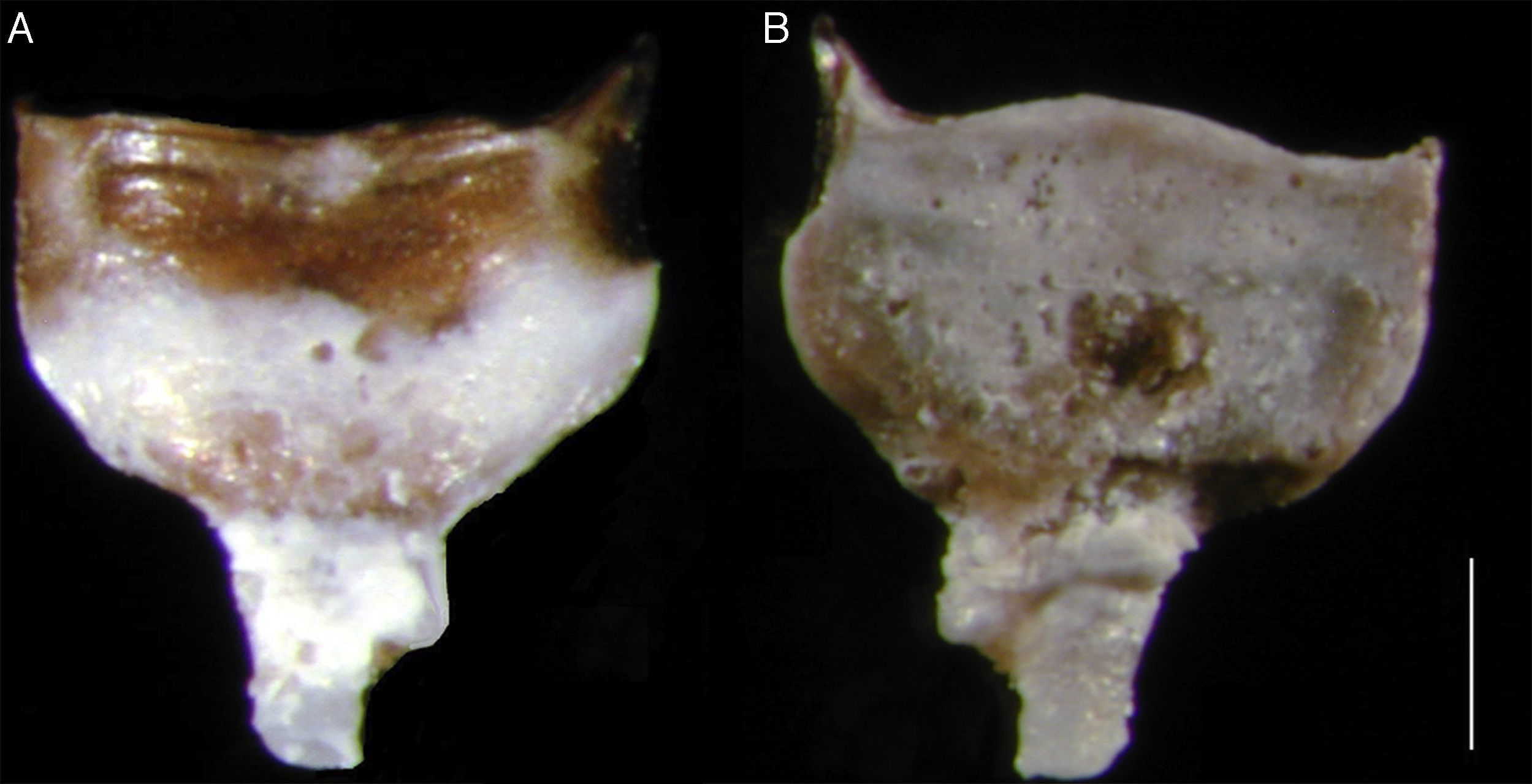 The presence of Teredo clappi (Bivalvia: Teredinidae) in Venezuelan ...