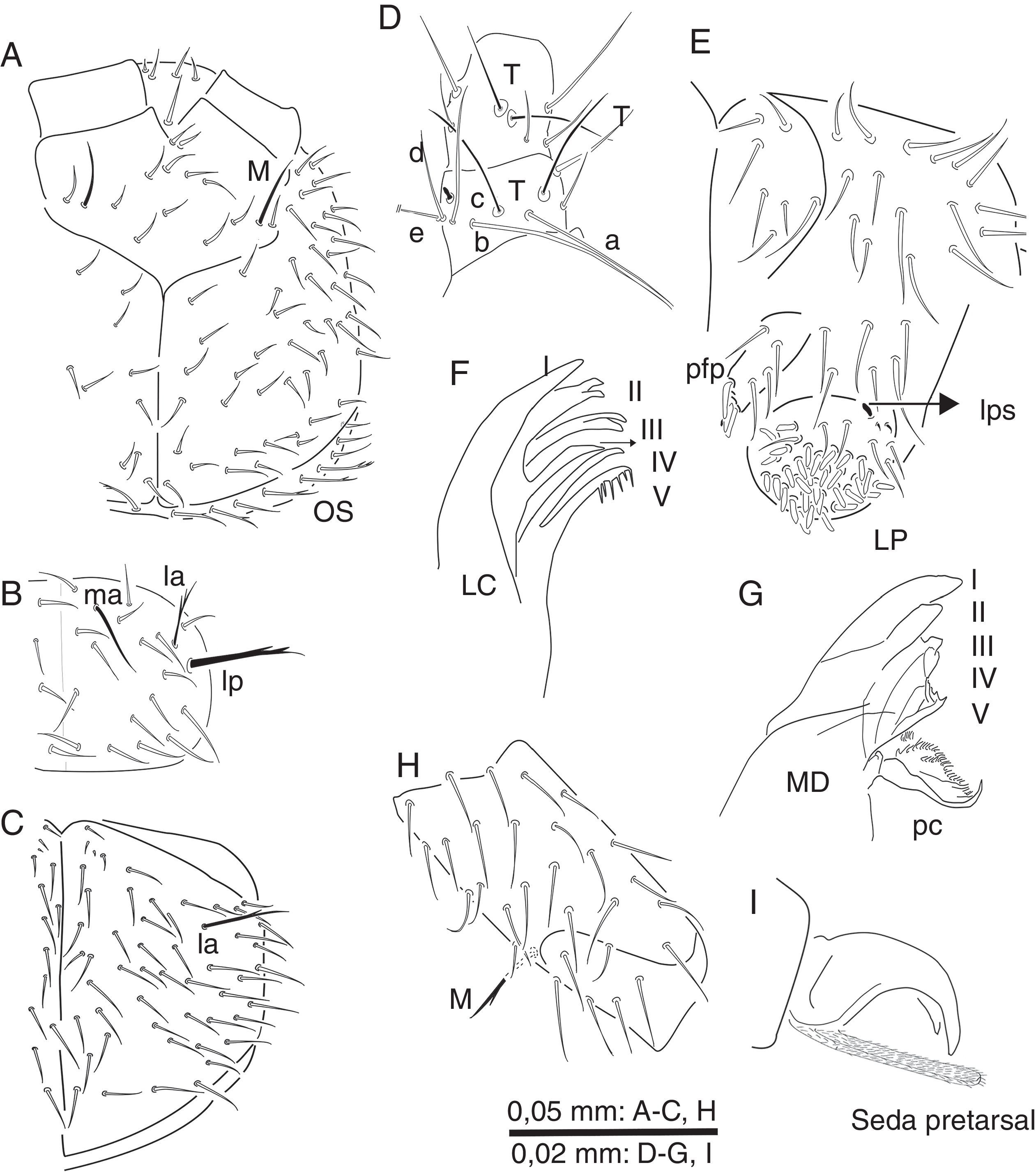 Descripción de una nueva especie de Eutrichocampa (Idiocampa) (Diplura ...