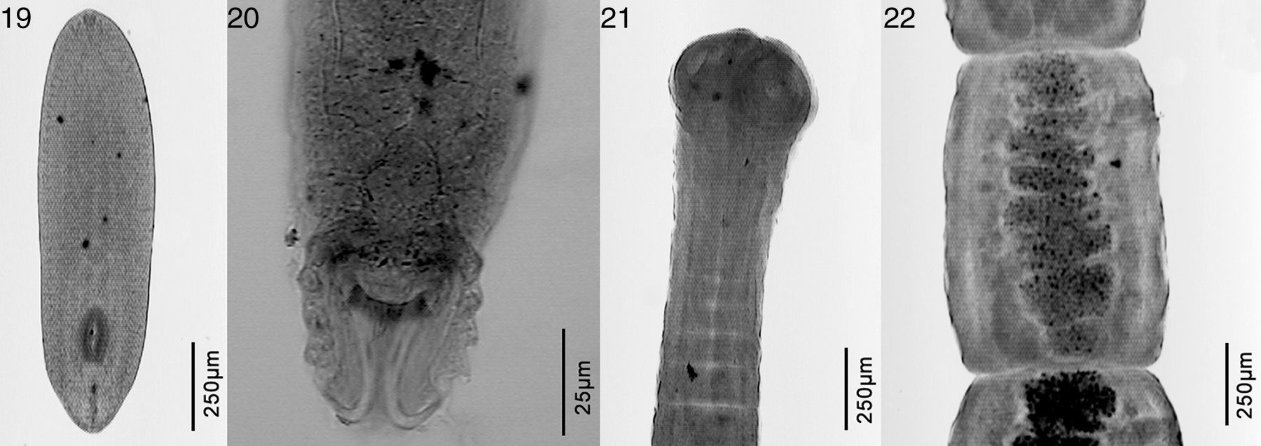 Macroparasites of silversides (Atherinopsidae: Odontesthes) in ...