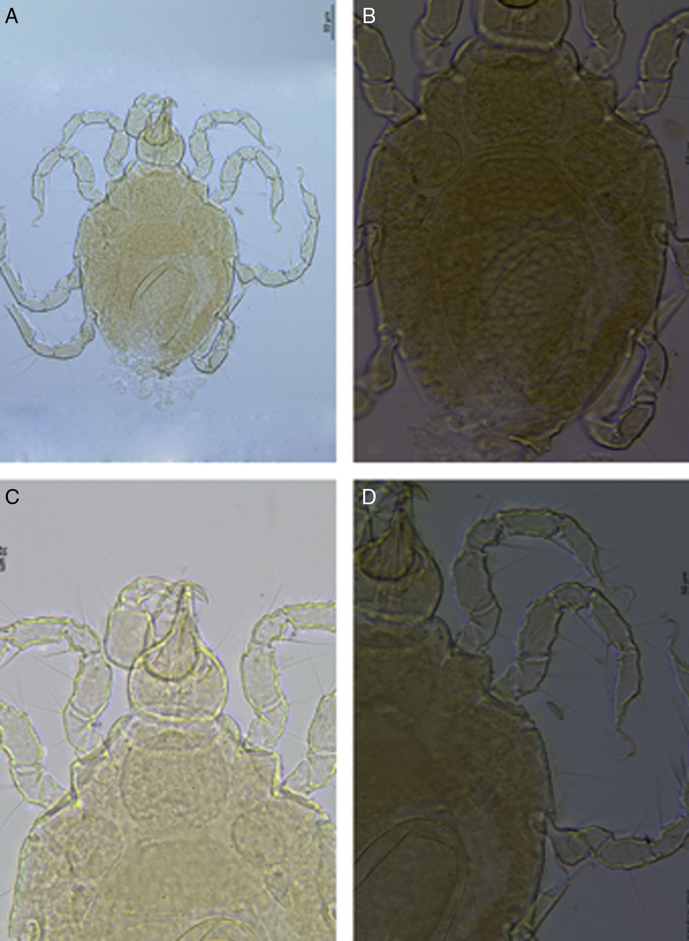 First record of the genus Limnohalacarus (Acari: Halacaridae) from ...