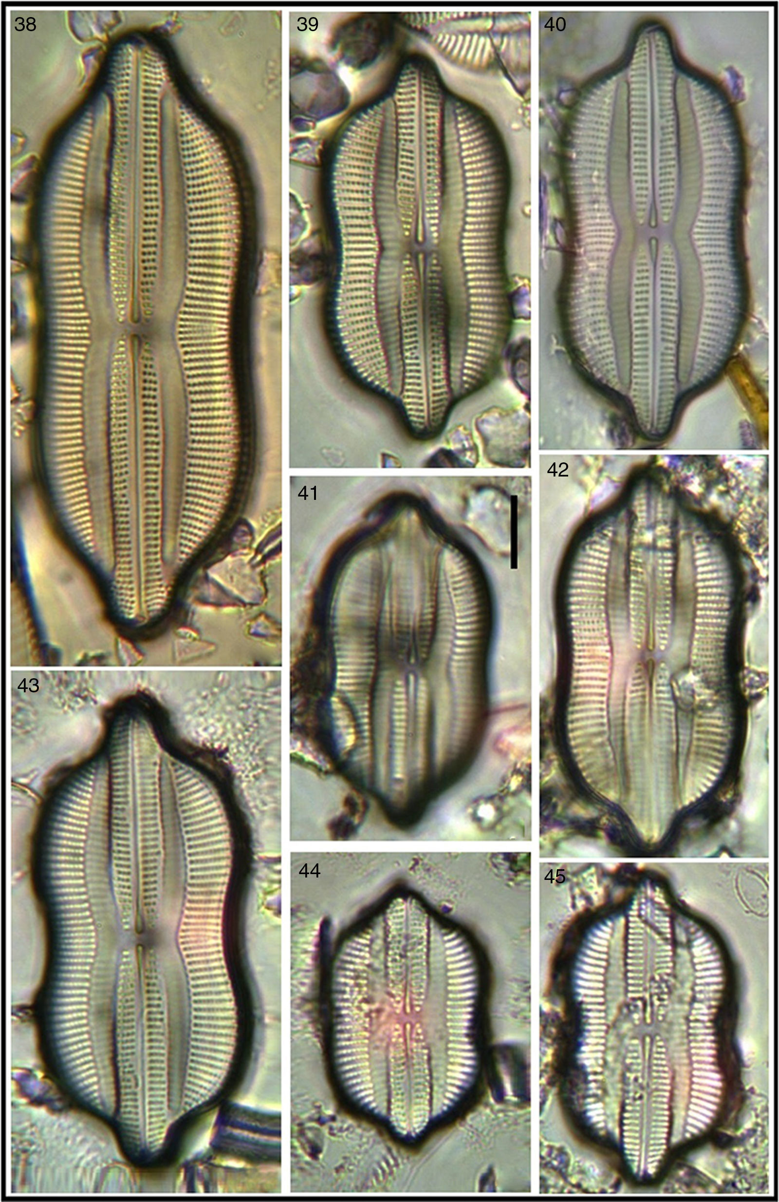 New records and combinations of Lyrella (Bacillariophyceae: Lyrellales ...