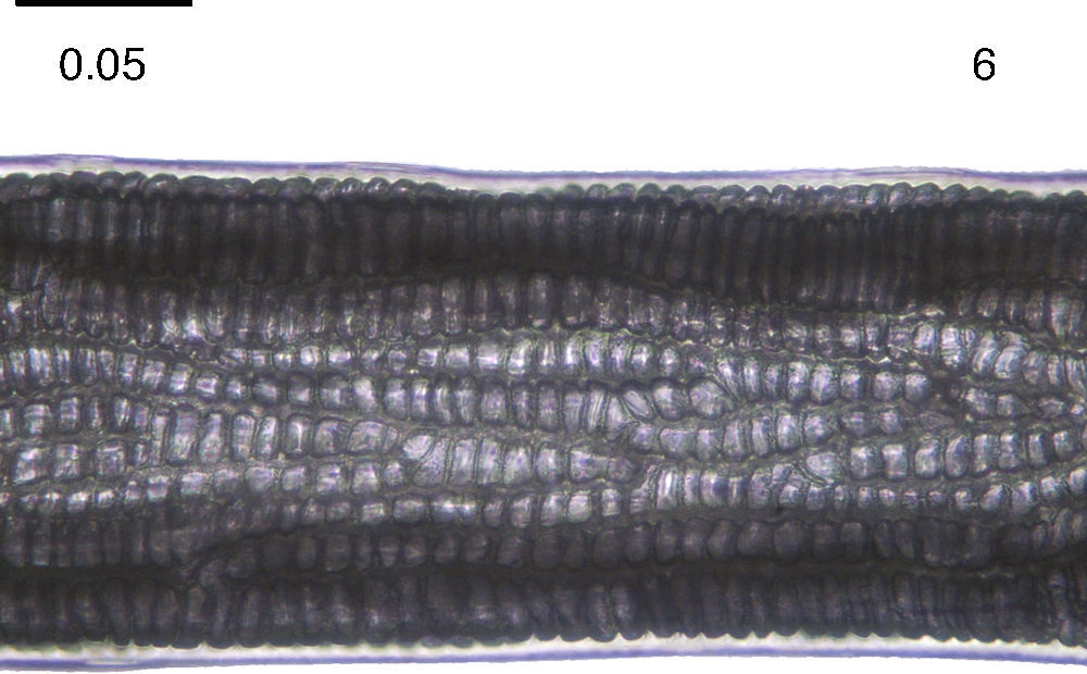 An incidental case of gastric pseudomyiasis in Canis latrans (Carnivora ...