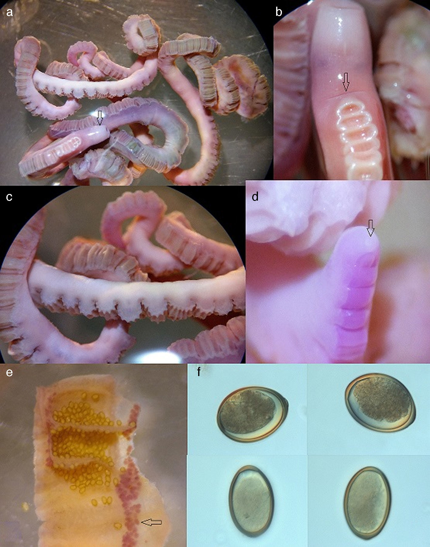 First record of Multicalyx cristata (Aspidocotylea) in Sphyrna lewini ...