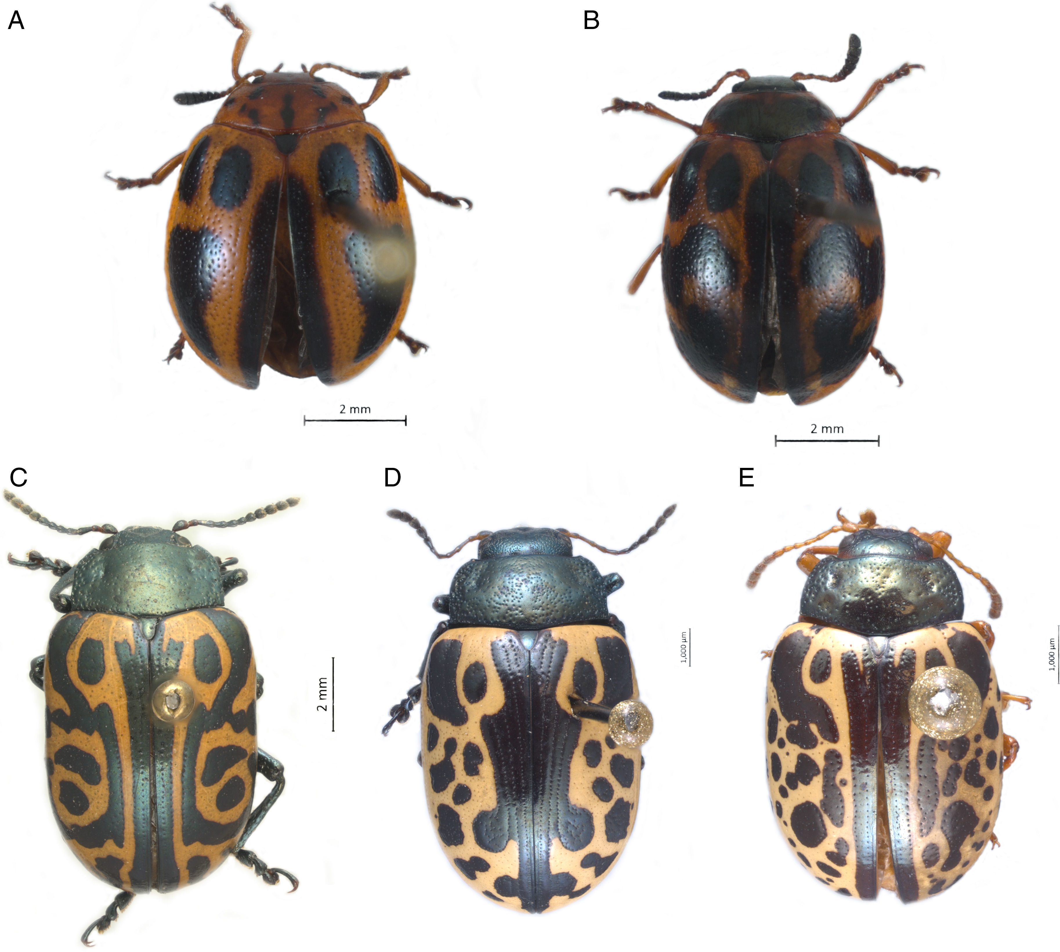 Sinopsis de los géneros mexicanos de Chrysomelinae (Coleoptera ...