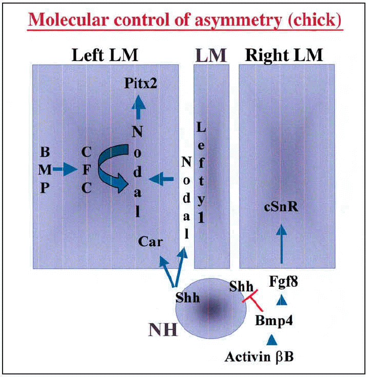 Congenital Heart Disease, Heterotaxia and Laterality | Revista Española ...