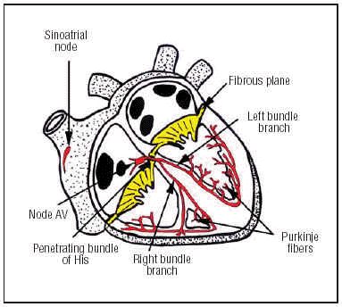 Anatomy of Cardiac Nodes and Atrioventricular Specialized Conduction ...