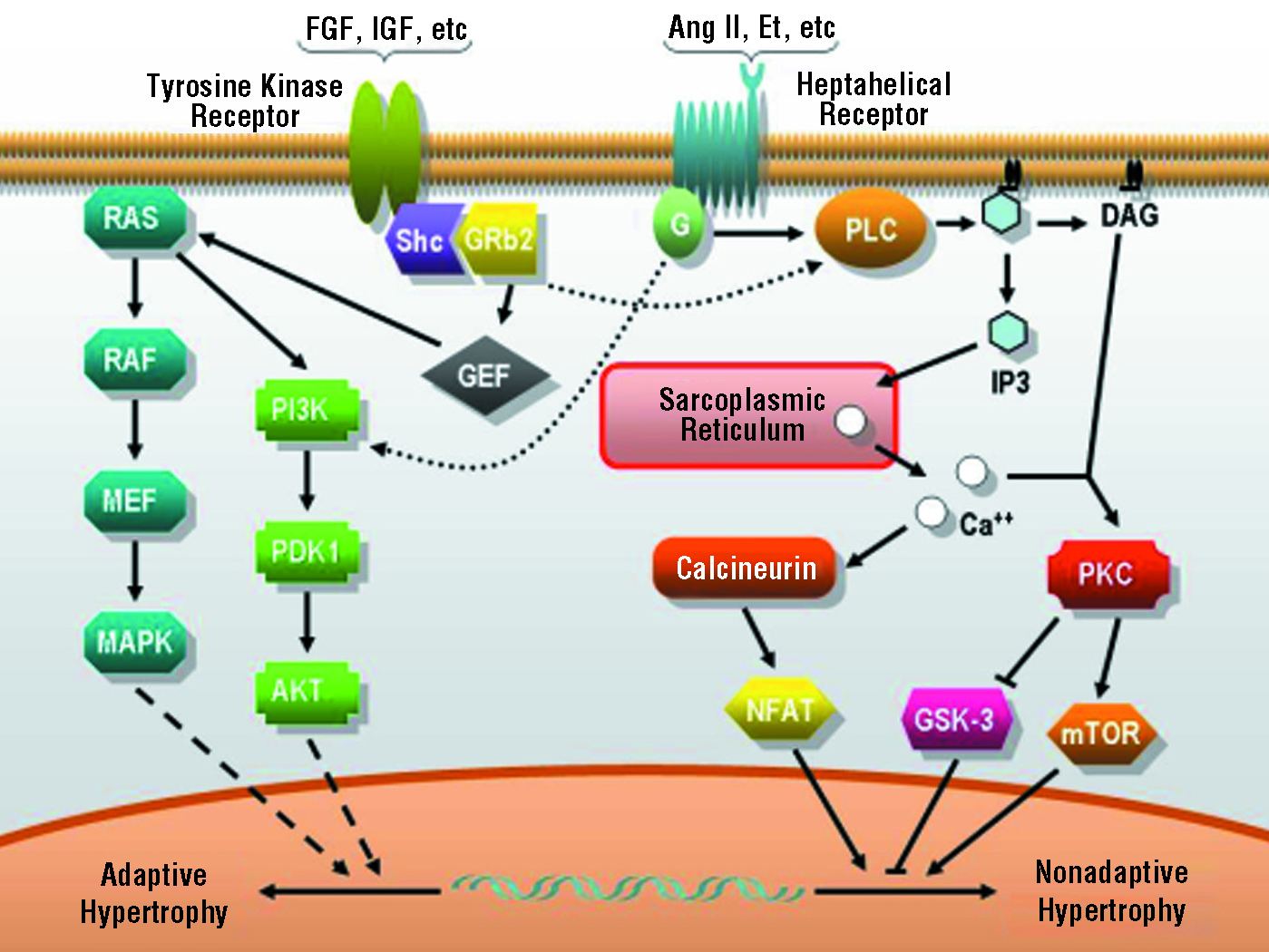 Cardiac Hypertrophy: Molecular and Cellular Events | Revista Española ...