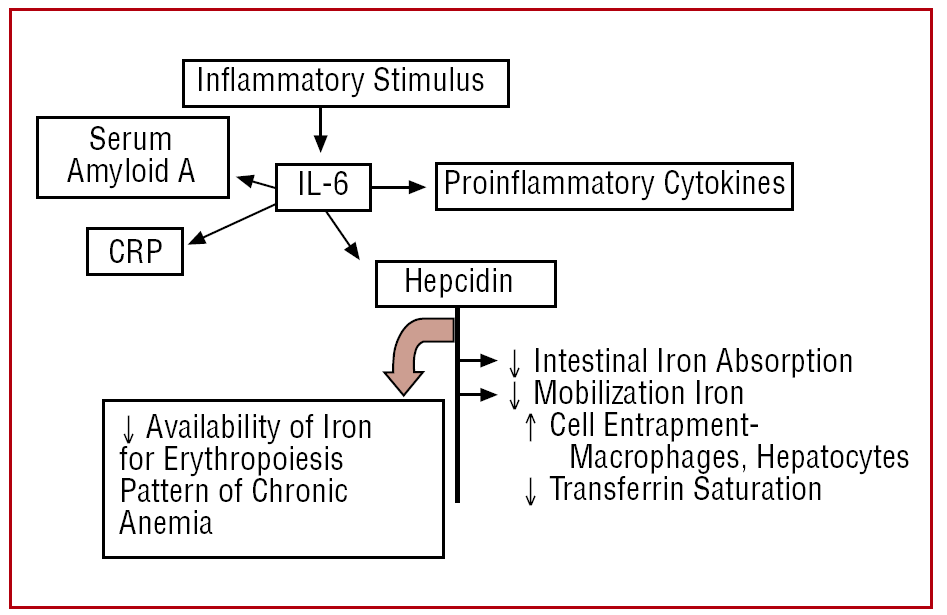 Anemia in Heart Failure: Pathophysiology, Pathogenesis, Treatment, and ...