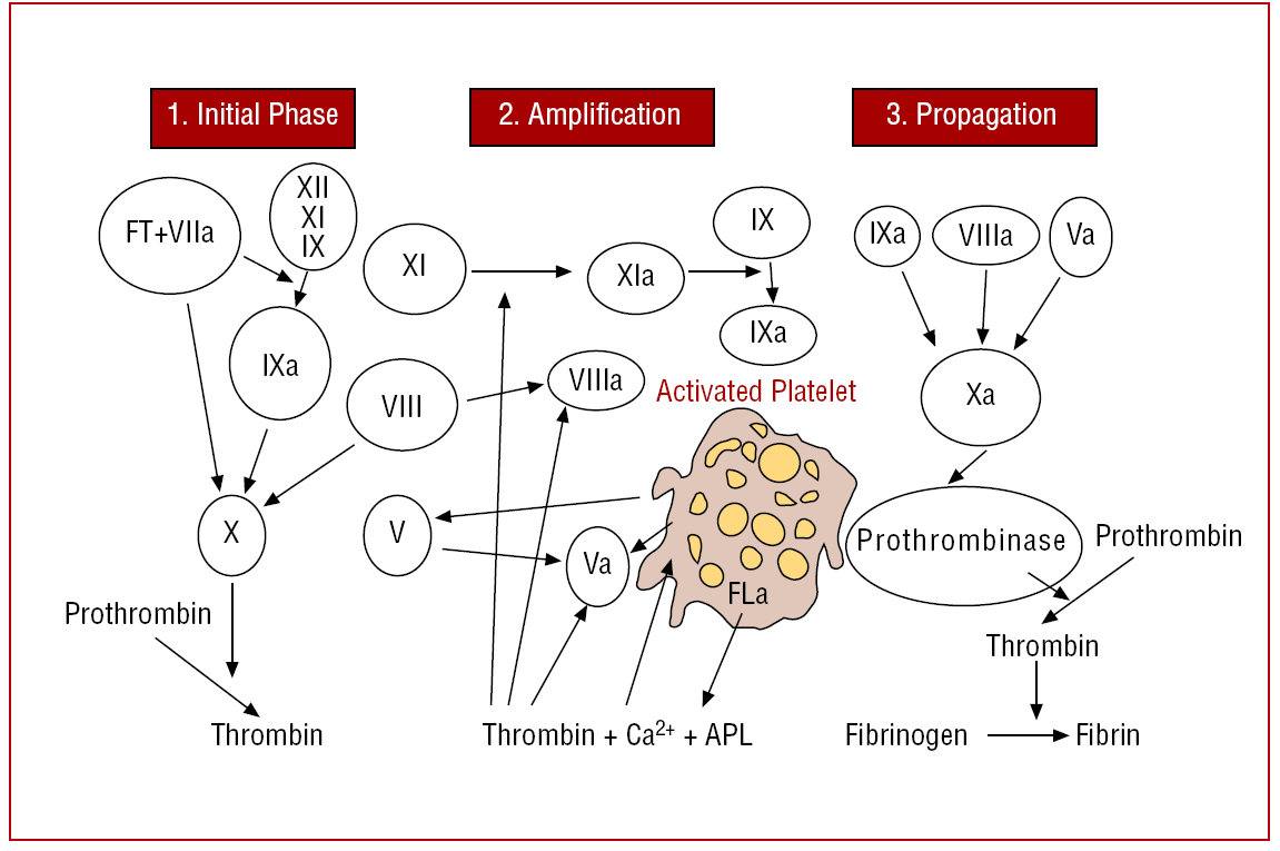 The New Coagulation Cascade and Its Possible Influence on the Delicate ...