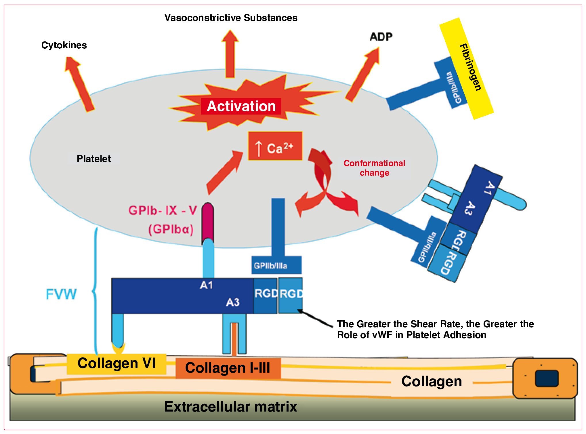 Lipoproteins, Platelets and Atherothrombosis | Revista Española de ...