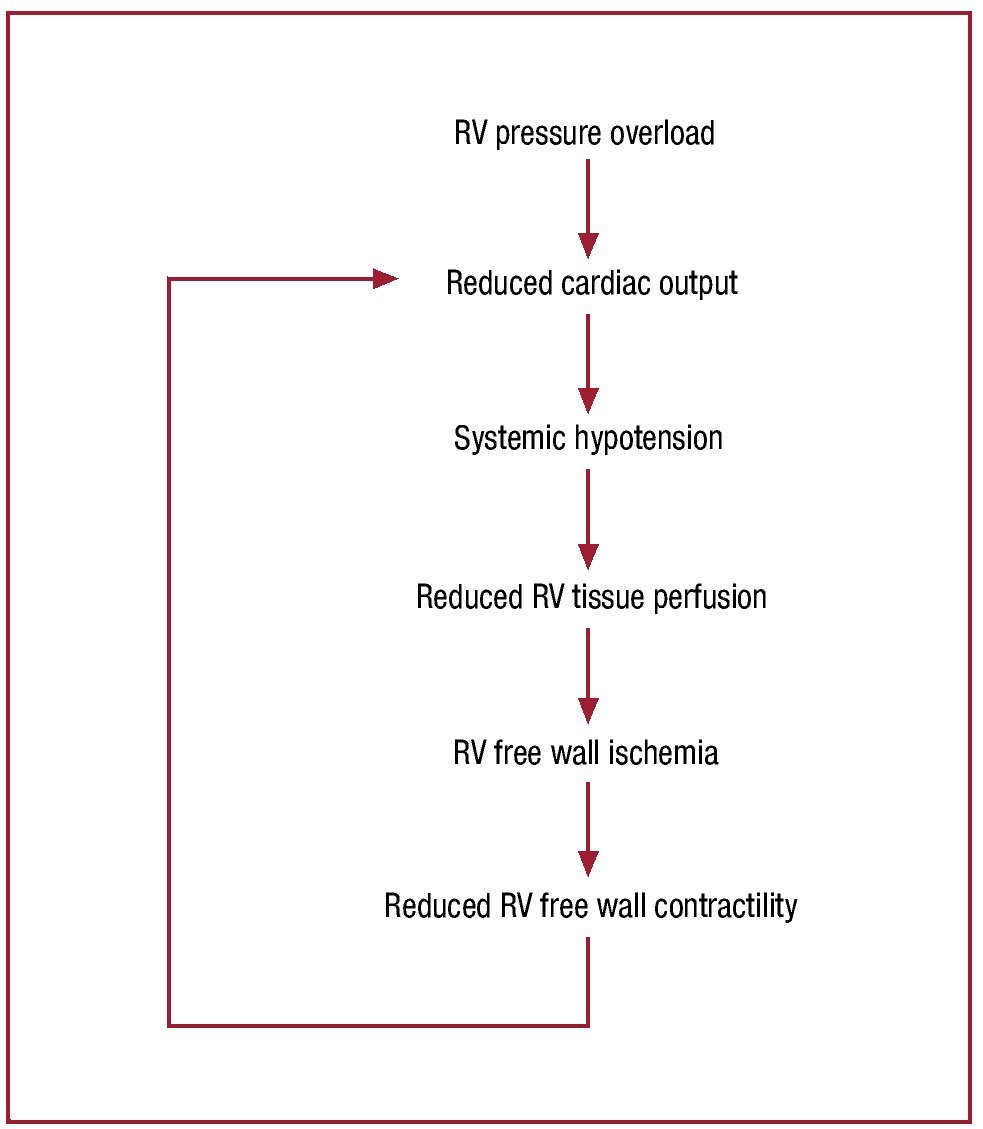 The Right Ventricle and Pulmonary Circulation: Basic Concepts | Revista ...