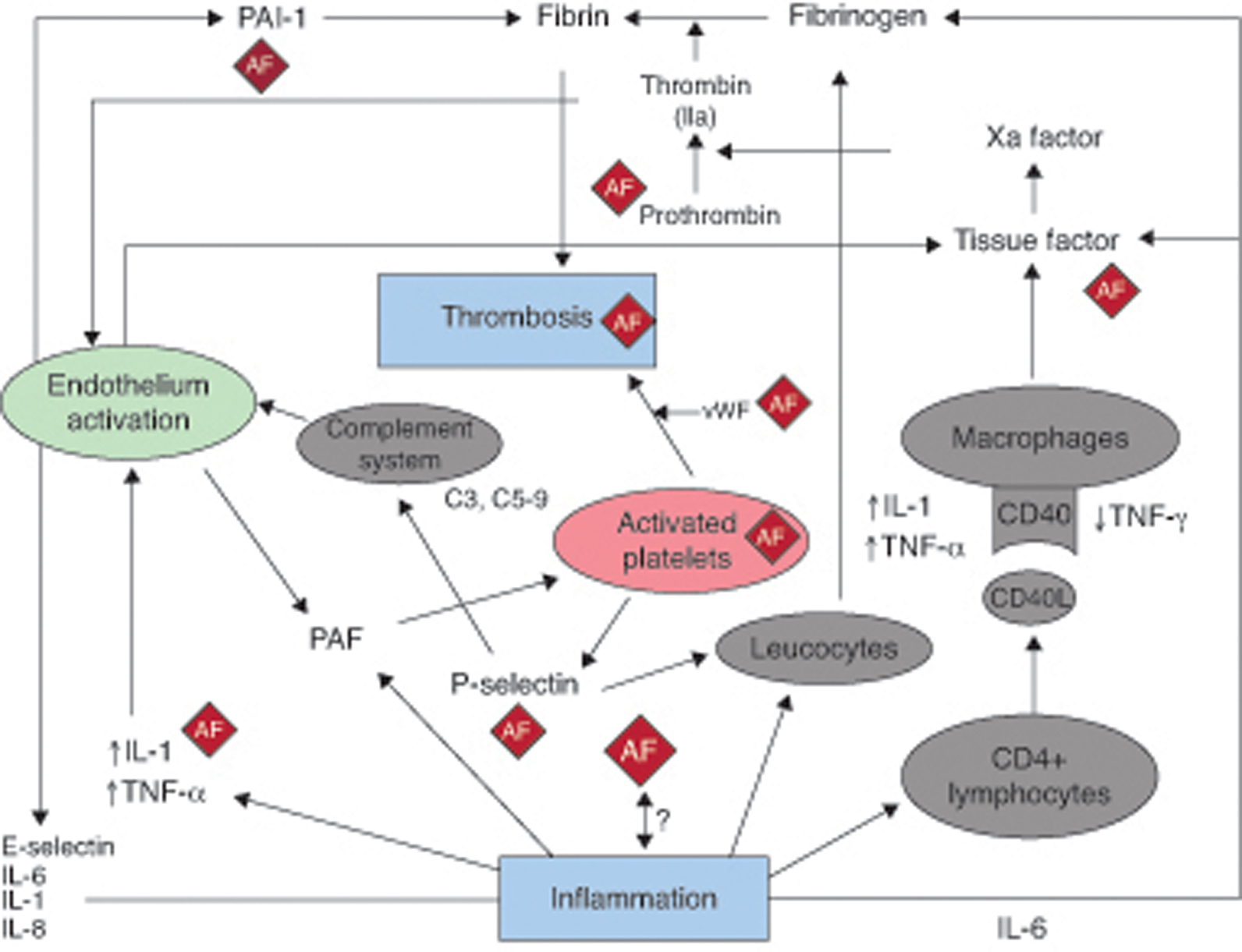 Inflammation and Thrombosis in Atrial Fibrillation | Revista Española ...