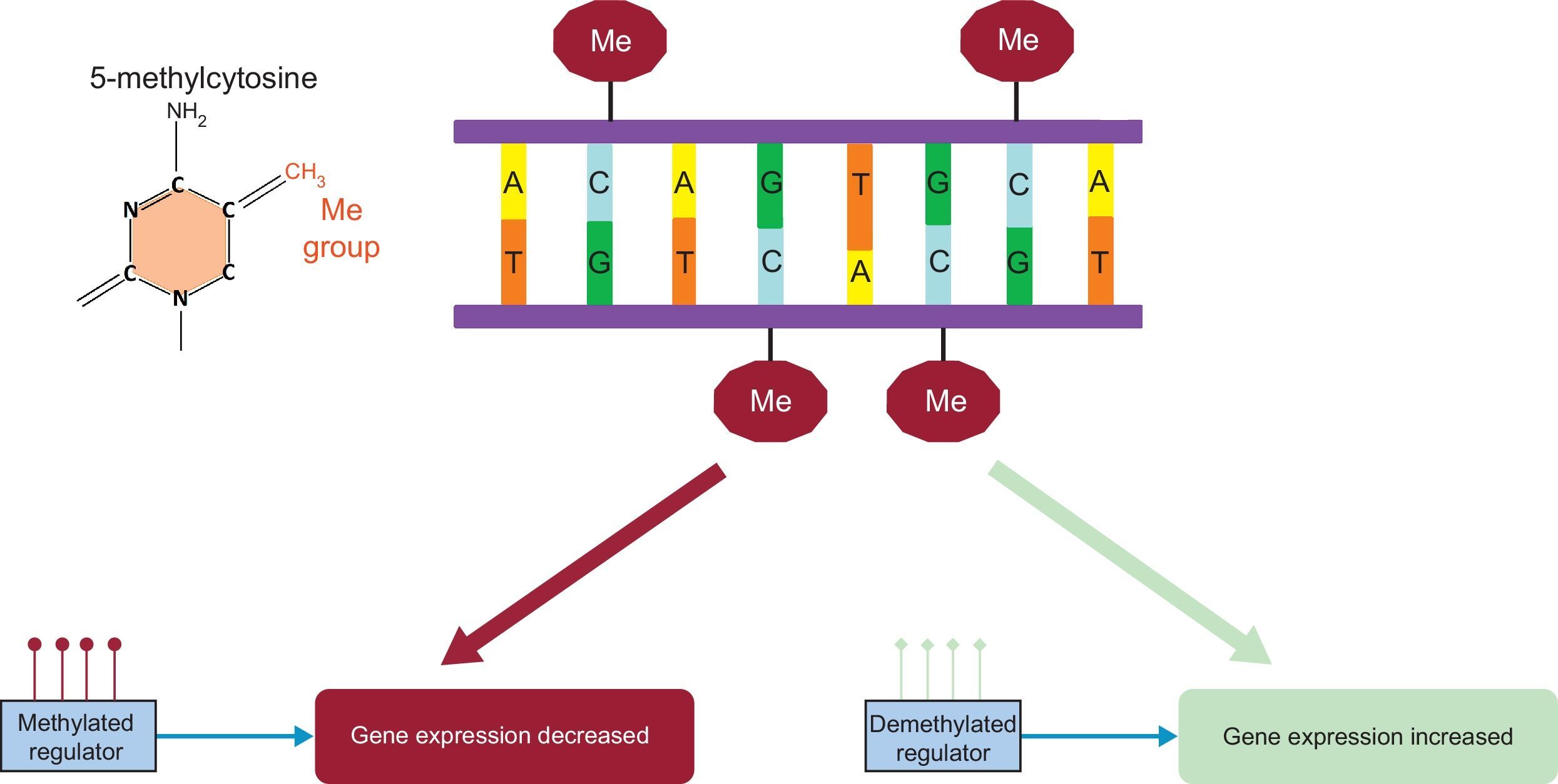 Basic Concepts in Molecular Biology Related to Genetics and Epigenetics ...