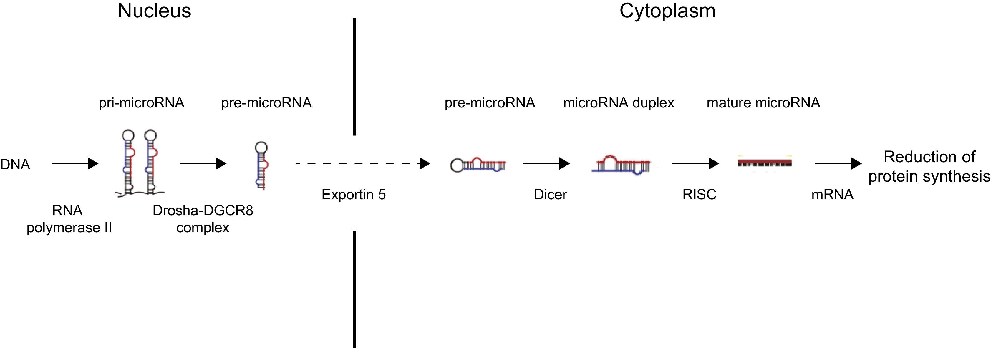 Epigenetic Biomarkers and Cardiovascular Disease: Circulating MicroRNAs ...