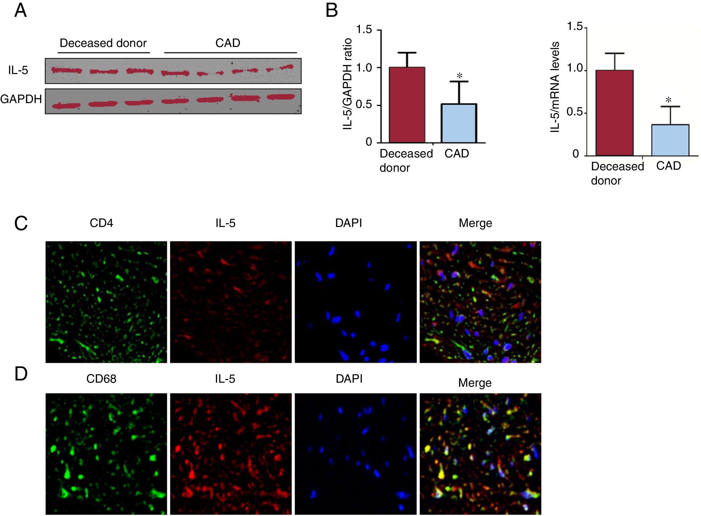 Interleukin-5 levels are decreased in the plasma of coronary artery ...