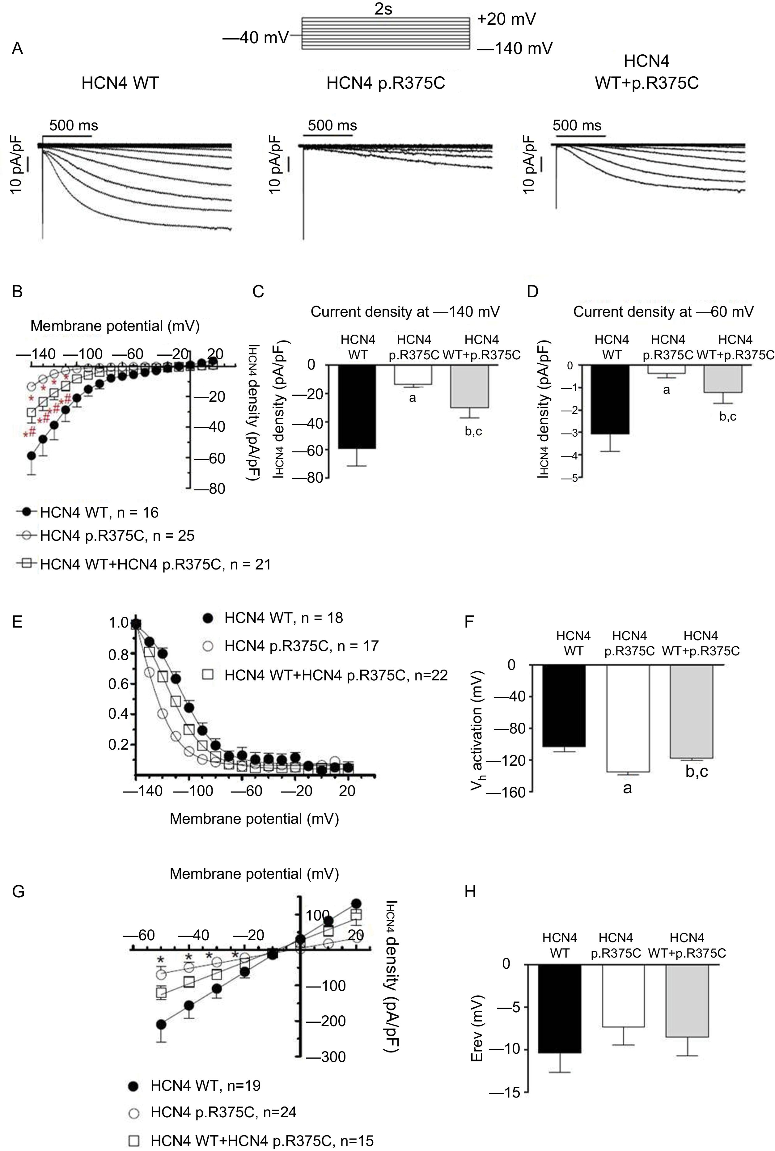 A rare HCN4 variant with combined sinus bradycardia, left atrial ...