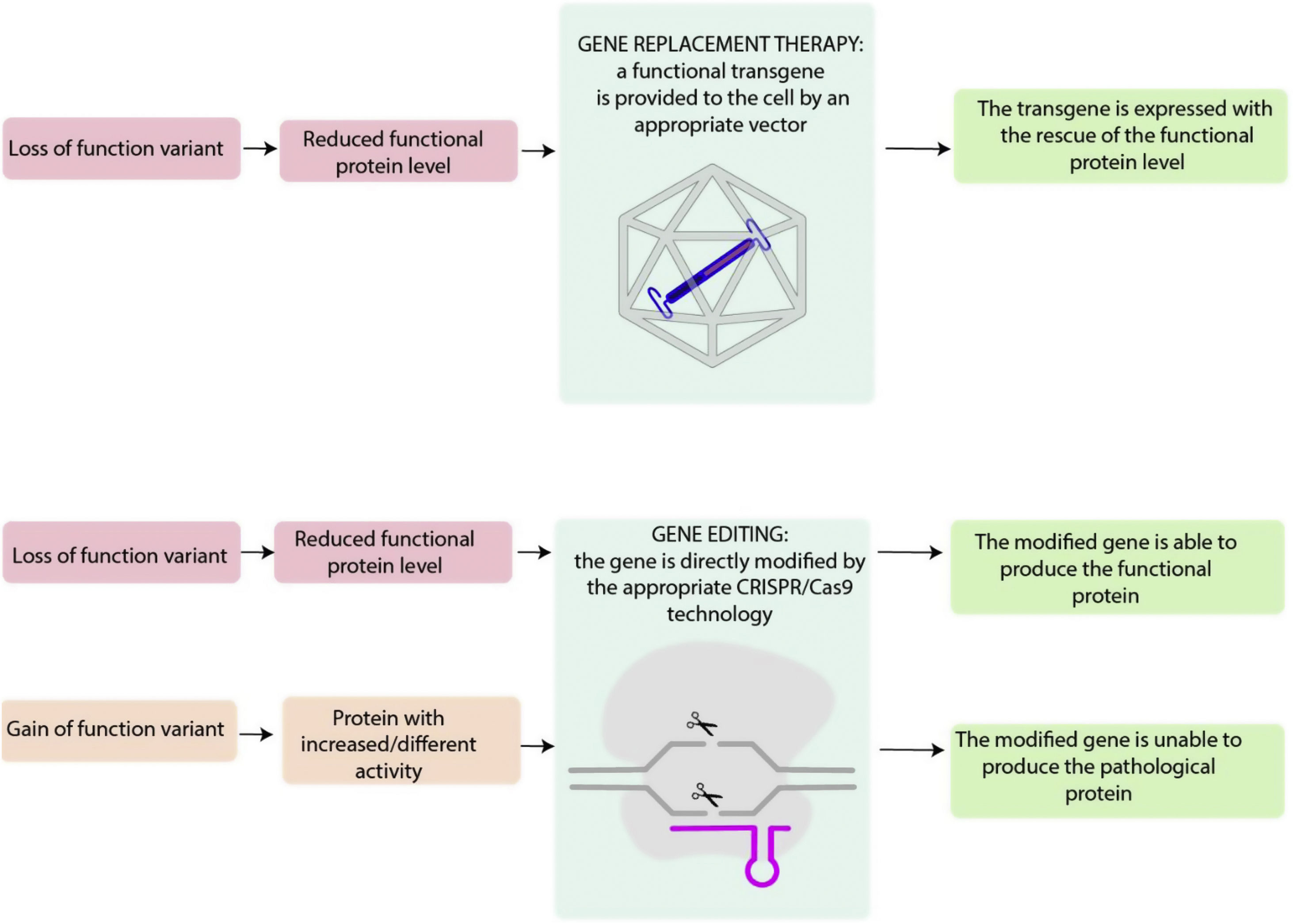 Gene therapy for heart failure and cardiomyopathies | Revista Española ...