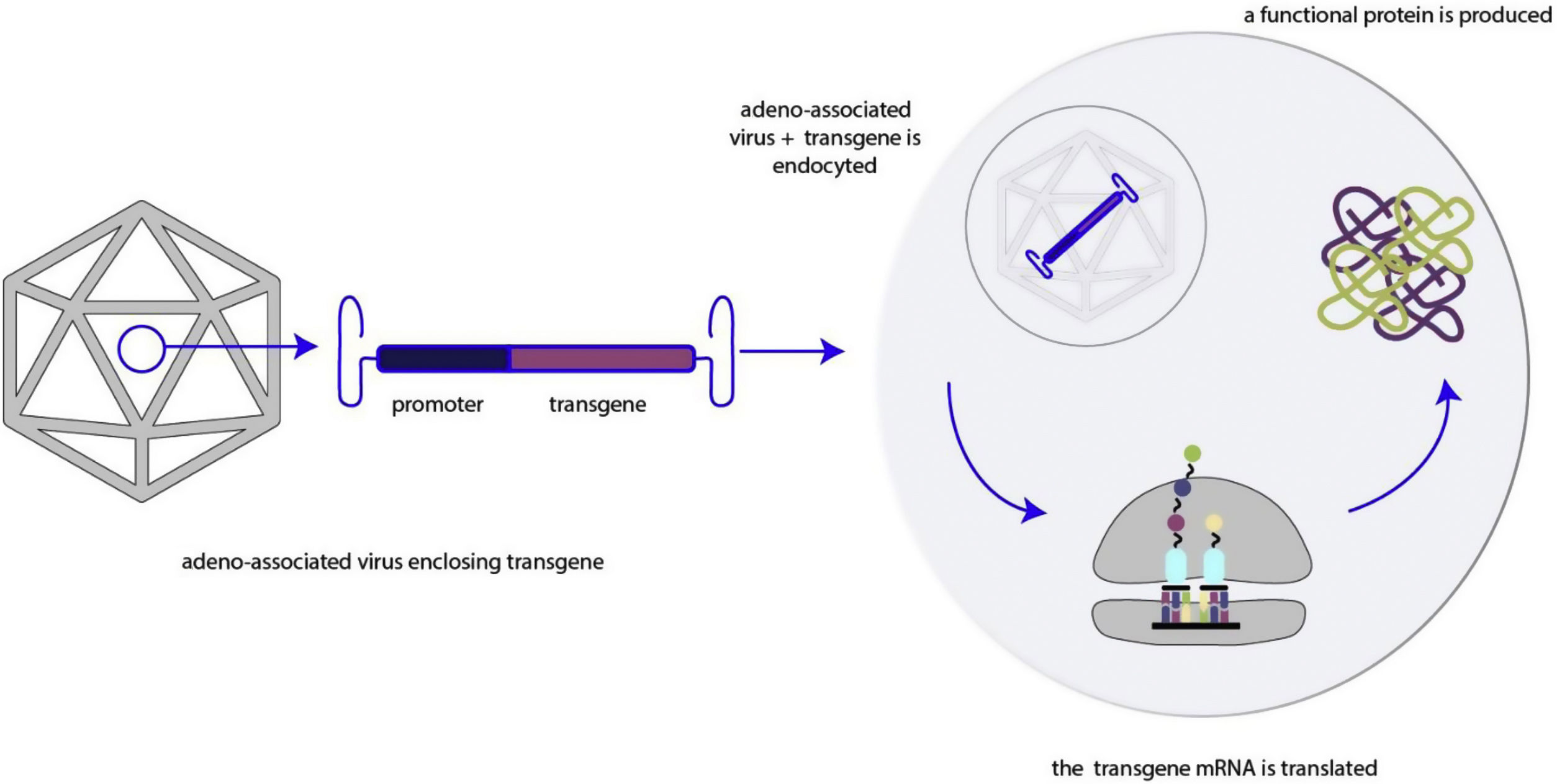 Gene therapy for heart failure and cardiomyopathies | Revista Española ...