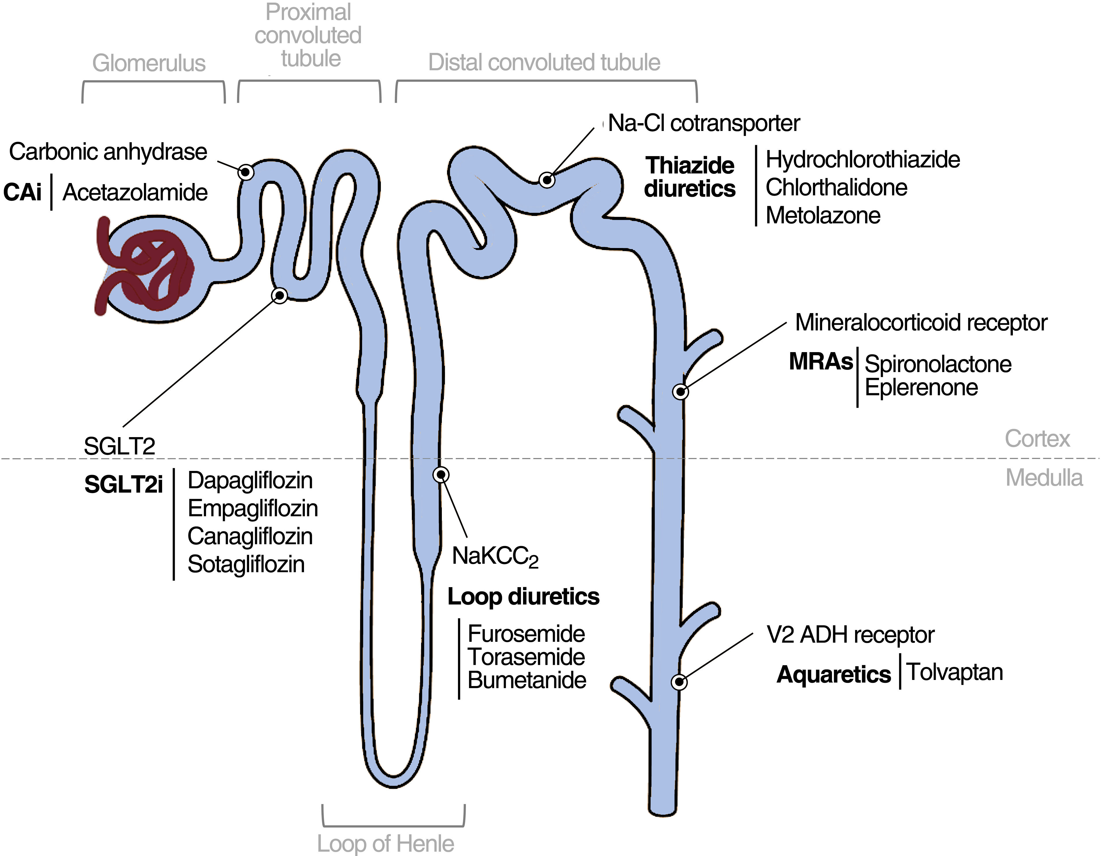 nephron blockade diuretics